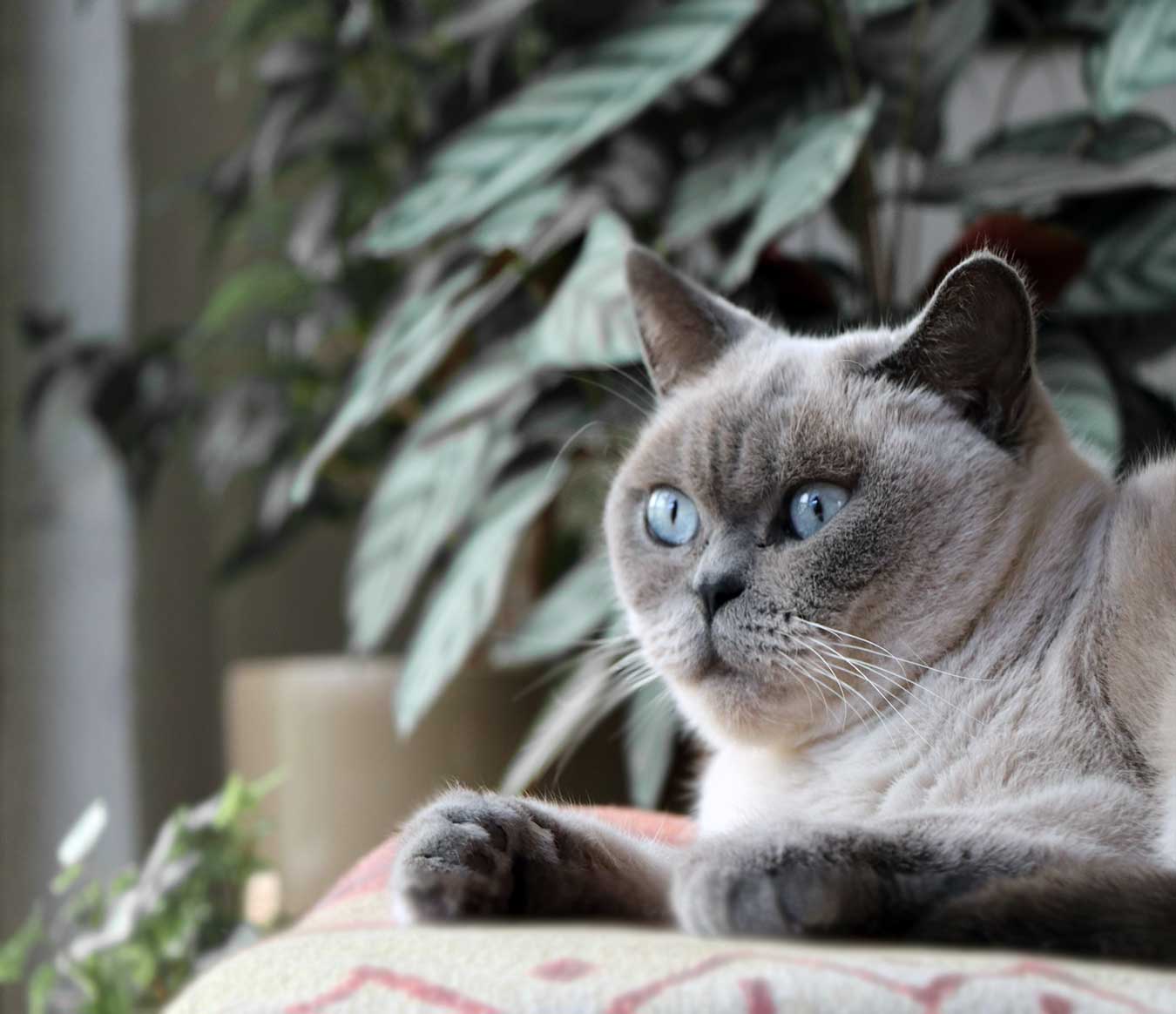 Manx Cinsi Kedi Özellikleri ve Bakımı