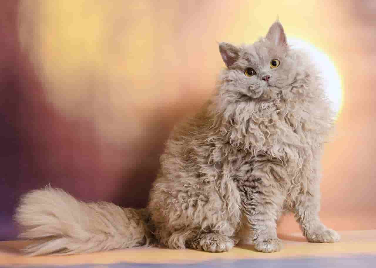 Ural Rex Kedi ırkının Genel Özellikleri ve Bakımı Hakkında Bilinmesi ...