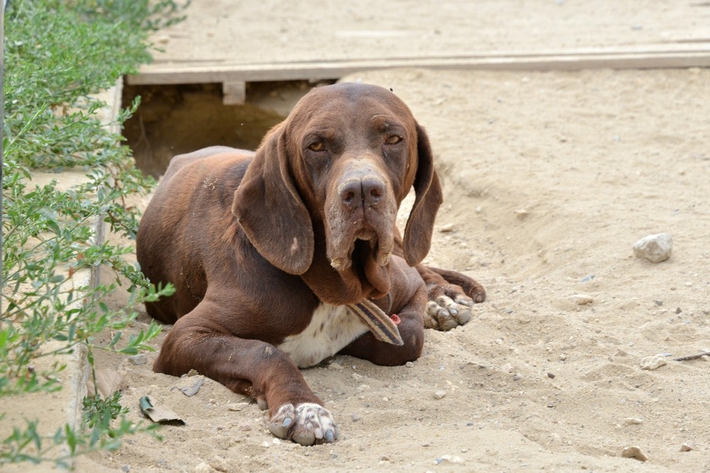Golden Retriever Cinsi Köpek Özellikleri ve Bakımı